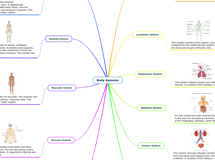Body Systems - Mind Map